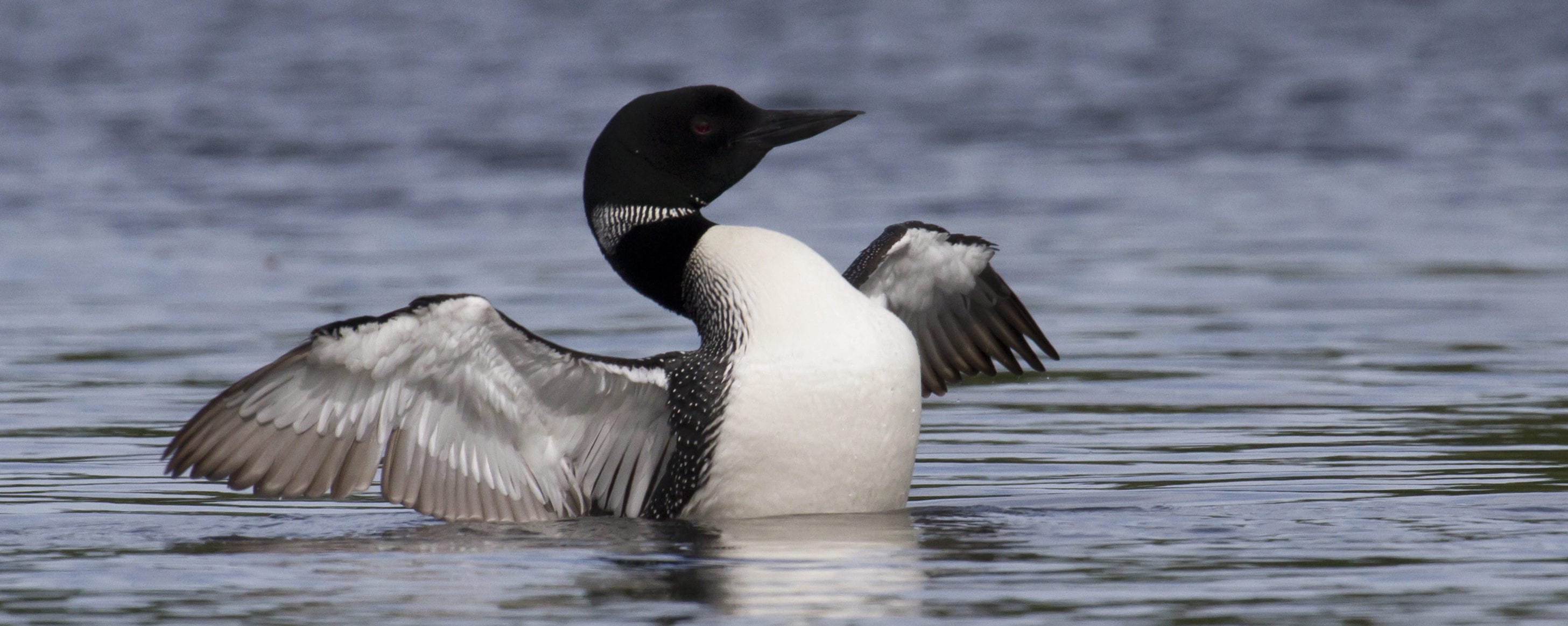 Loon Count Results 2015 - Maine Audubon