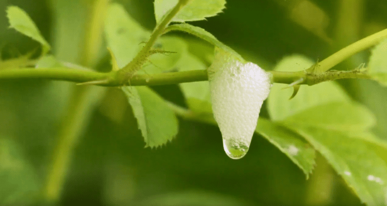 Nature Moments: Getting to Know Bug Spit - Maine Audubon