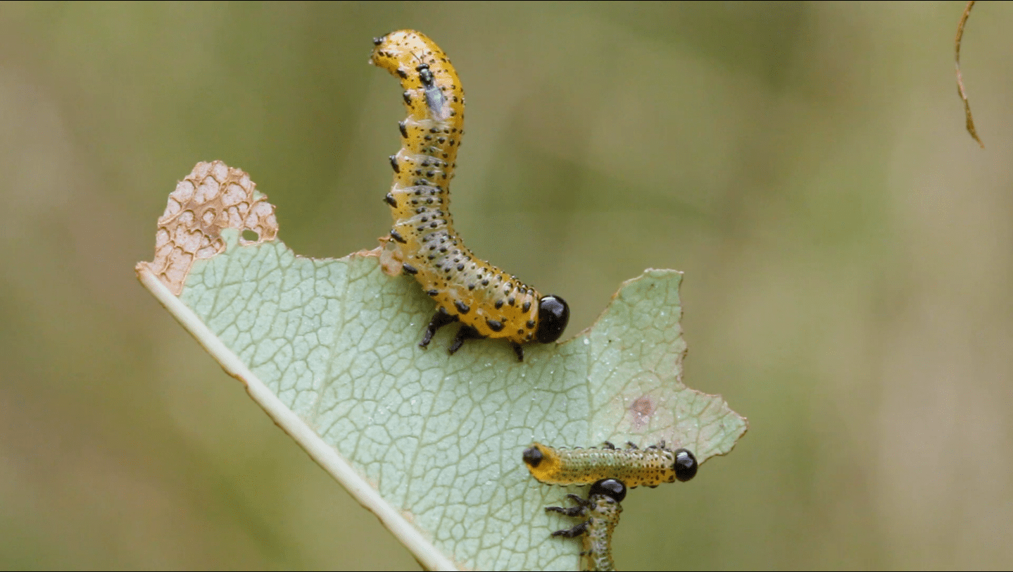 Nature Moments: Herbivory in Moderation - Maine Audubon