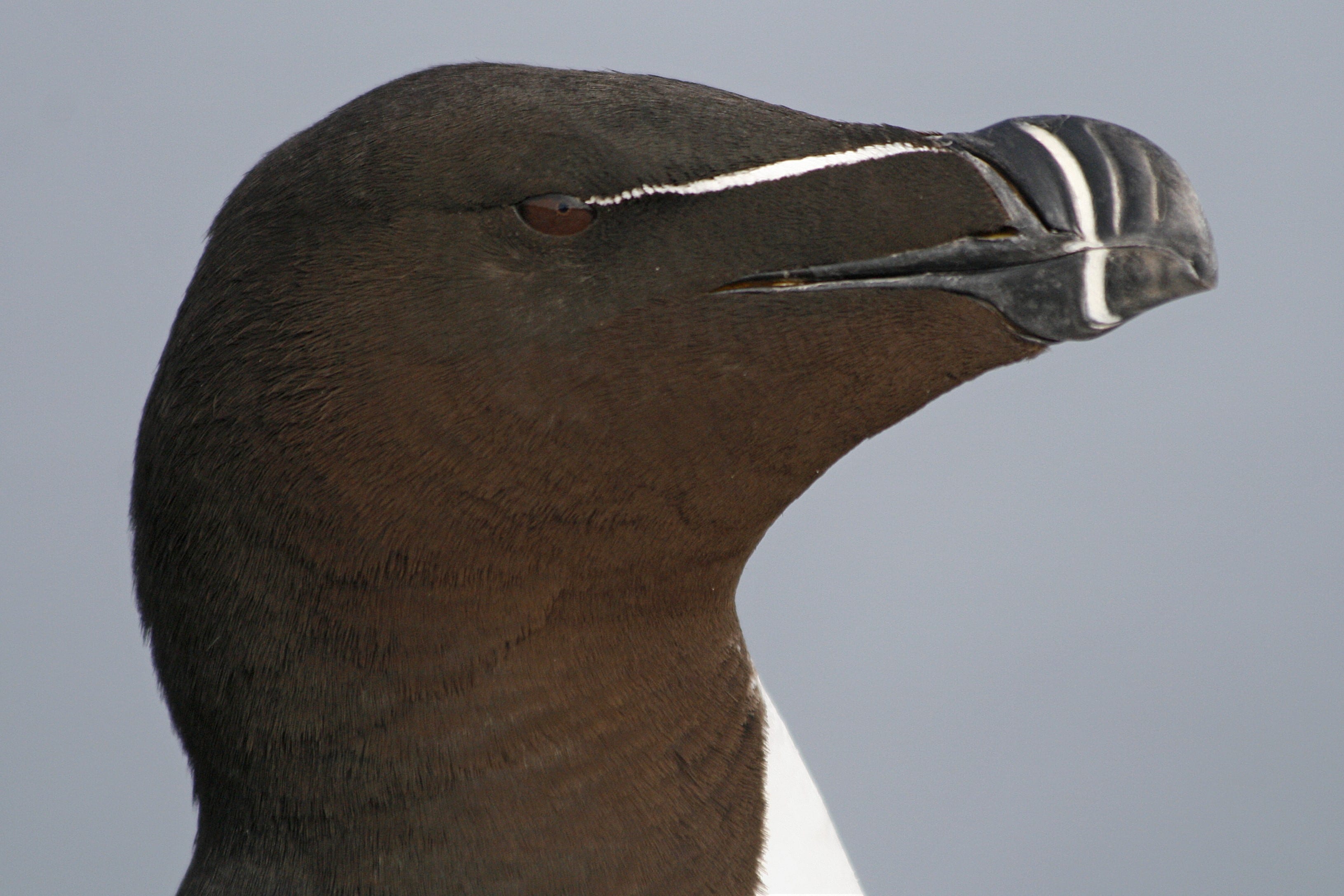 Support a Strong Maine Endangered Species Act - Maine Audubon