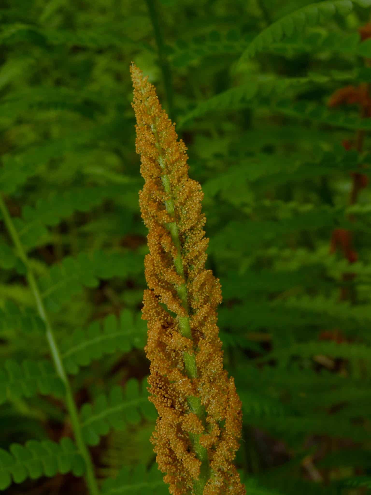 Maine's Naturalist: Ferns Revealing Secrets - Maine Audubon