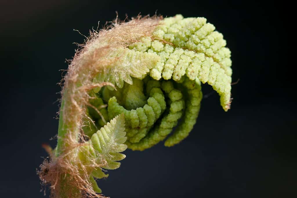 Maine's Naturalist: Ferns Revealing Secrets - Maine Audubon