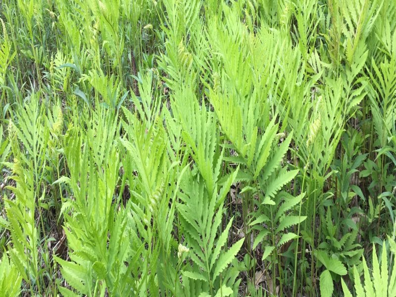 Maine's Naturalist: Finding Ferns - Maine Audubon