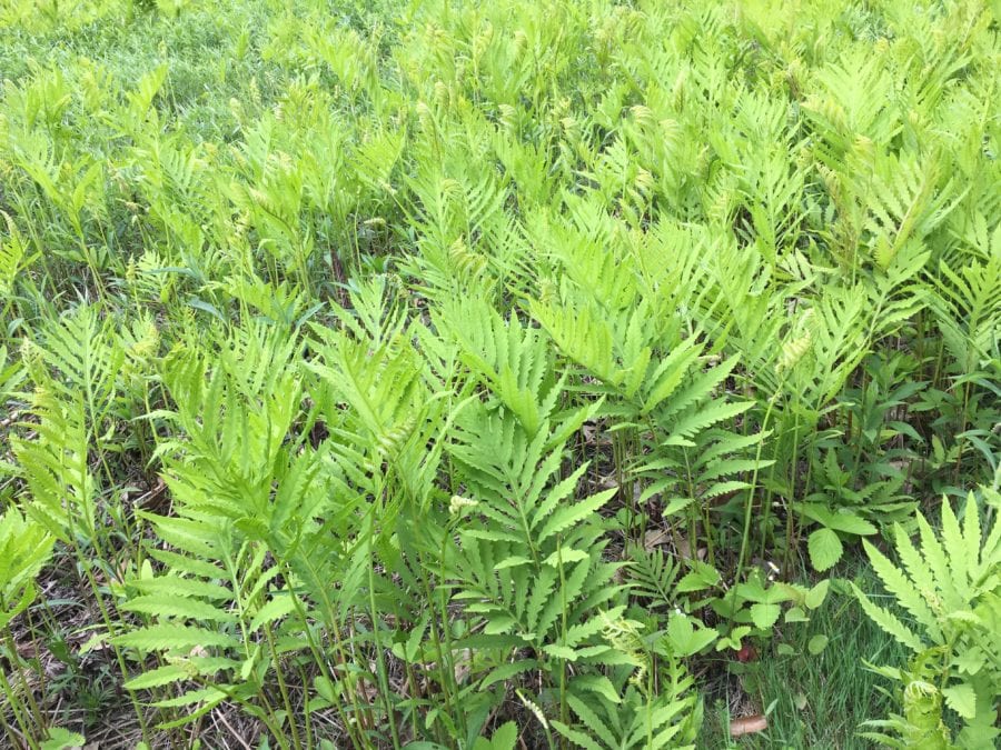 Maine's Naturalist: Finding Ferns - Maine Audubon