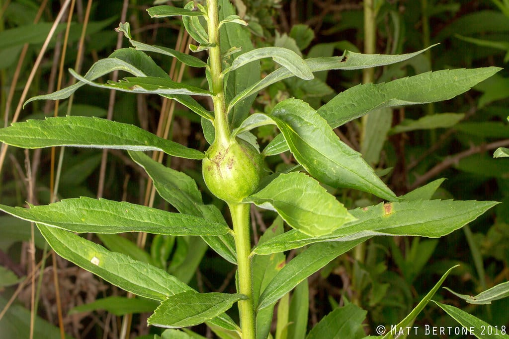 Maine's Naturalist: Seeing Odd Growths on Plants? They Might Be Galls ...