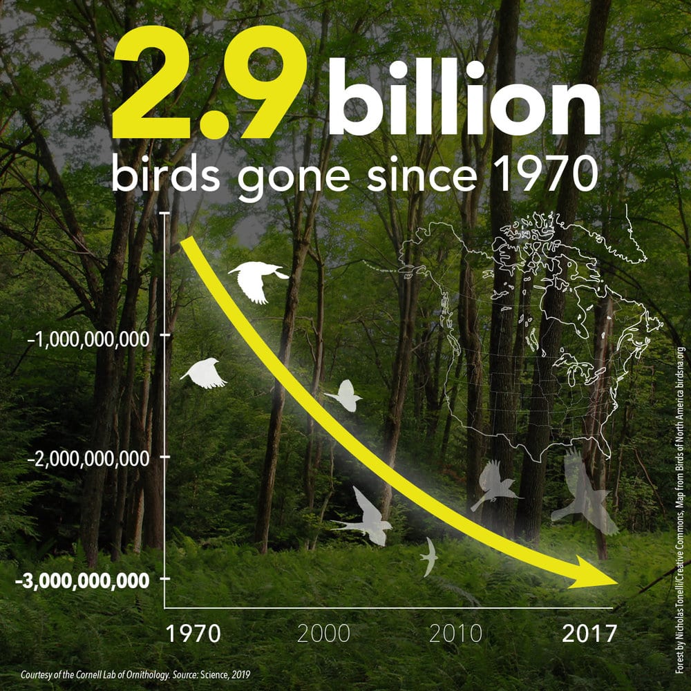 Bird numbers declining by the billions - Maine Audubon