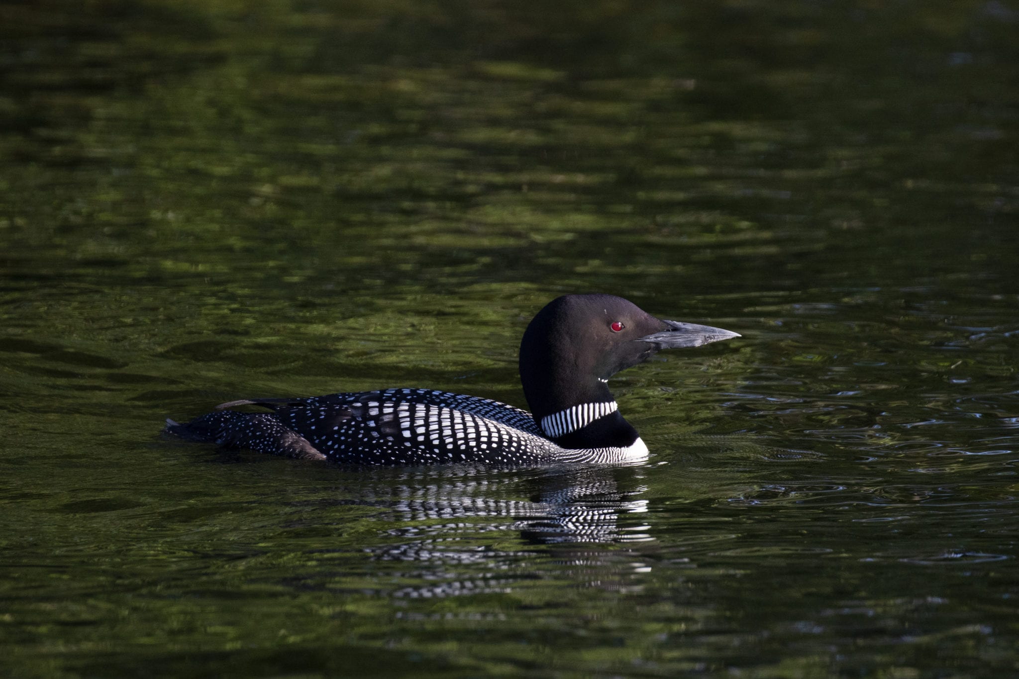 Commonly Misidentified Species: Diving Birds - Maine Audubon