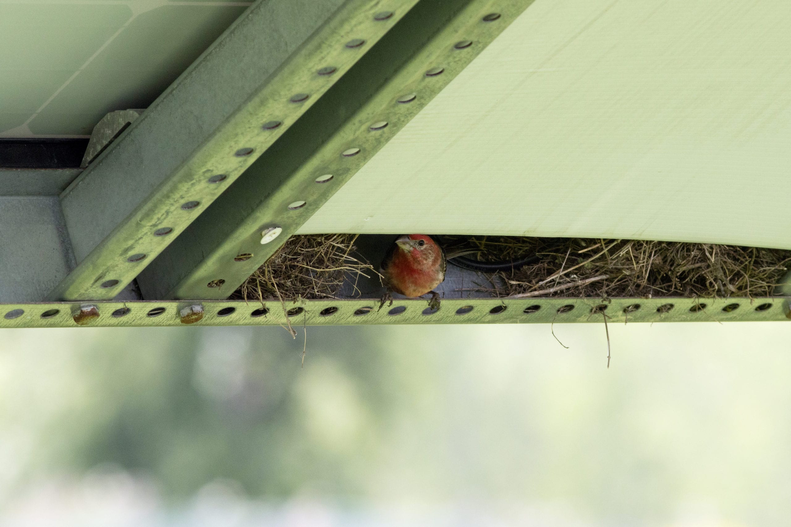 Connections: How to Watch Birds from Your Apartment - Maine Audubon