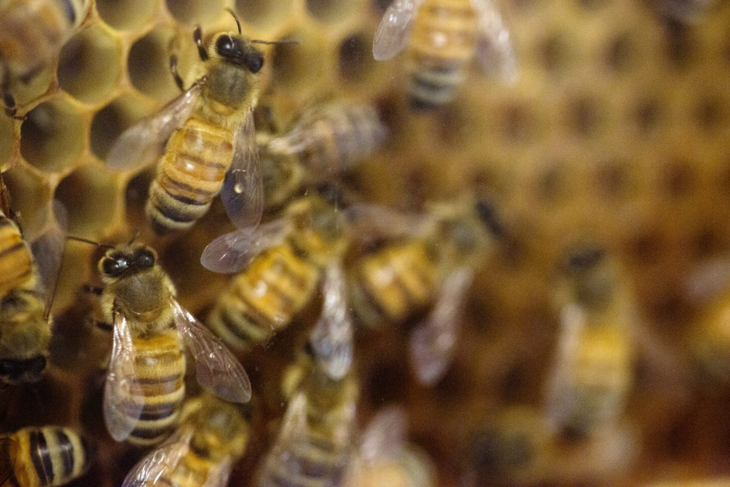 Bee Engaged on World Bee Day - Maine Audubon