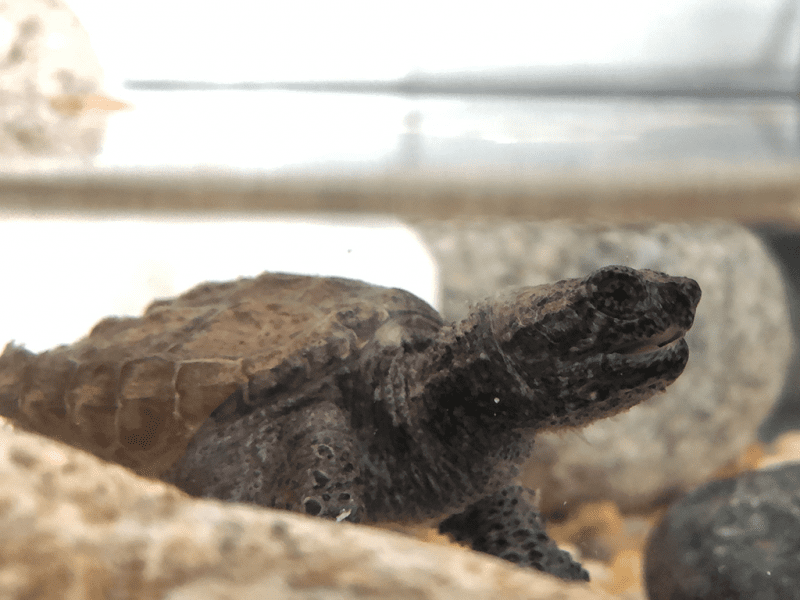 Seven Months in the Life of a Snapping Turtle - Maine Audubon