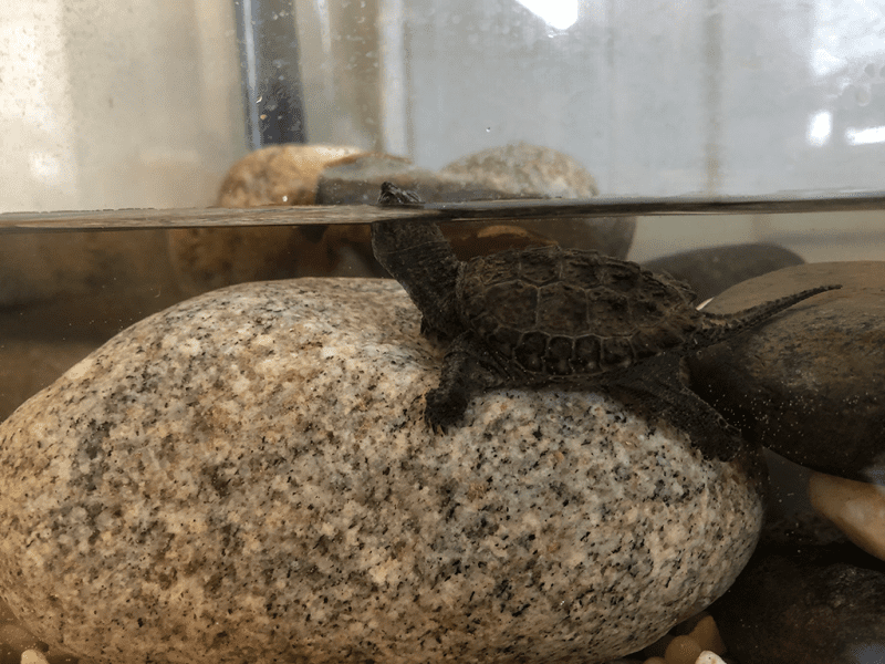 Seven Months in the Life of a Snapping Turtle - Maine Audubon