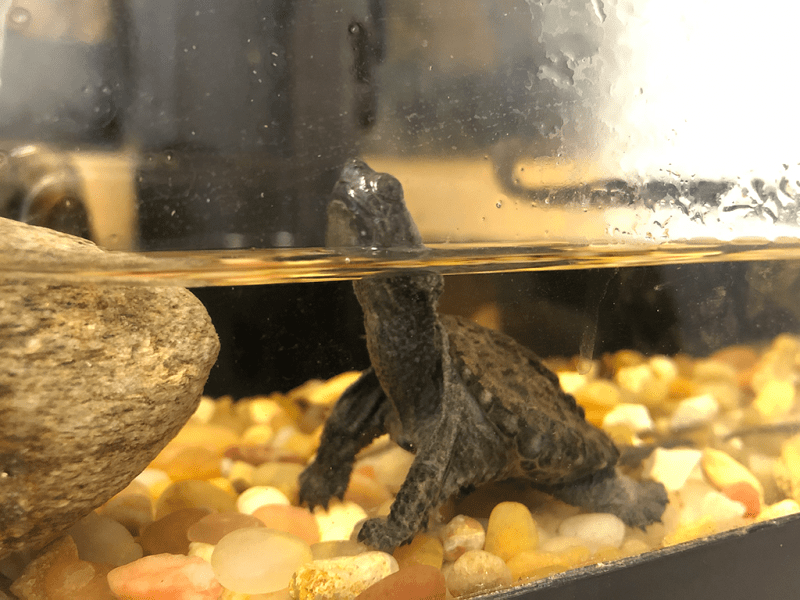 Seven Months in the Life of a Snapping Turtle - Maine Audubon