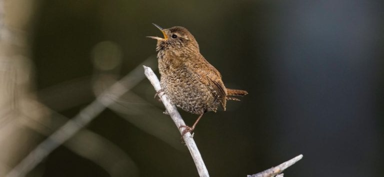 Through the Lens with Nick Leadley: Photographing Winter Wrens, the ...