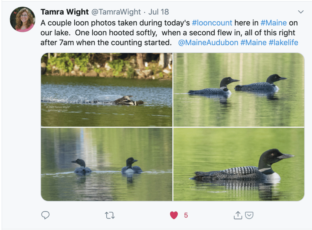The 2020 Maine Annual Loon Count a great success! - Maine Audubon