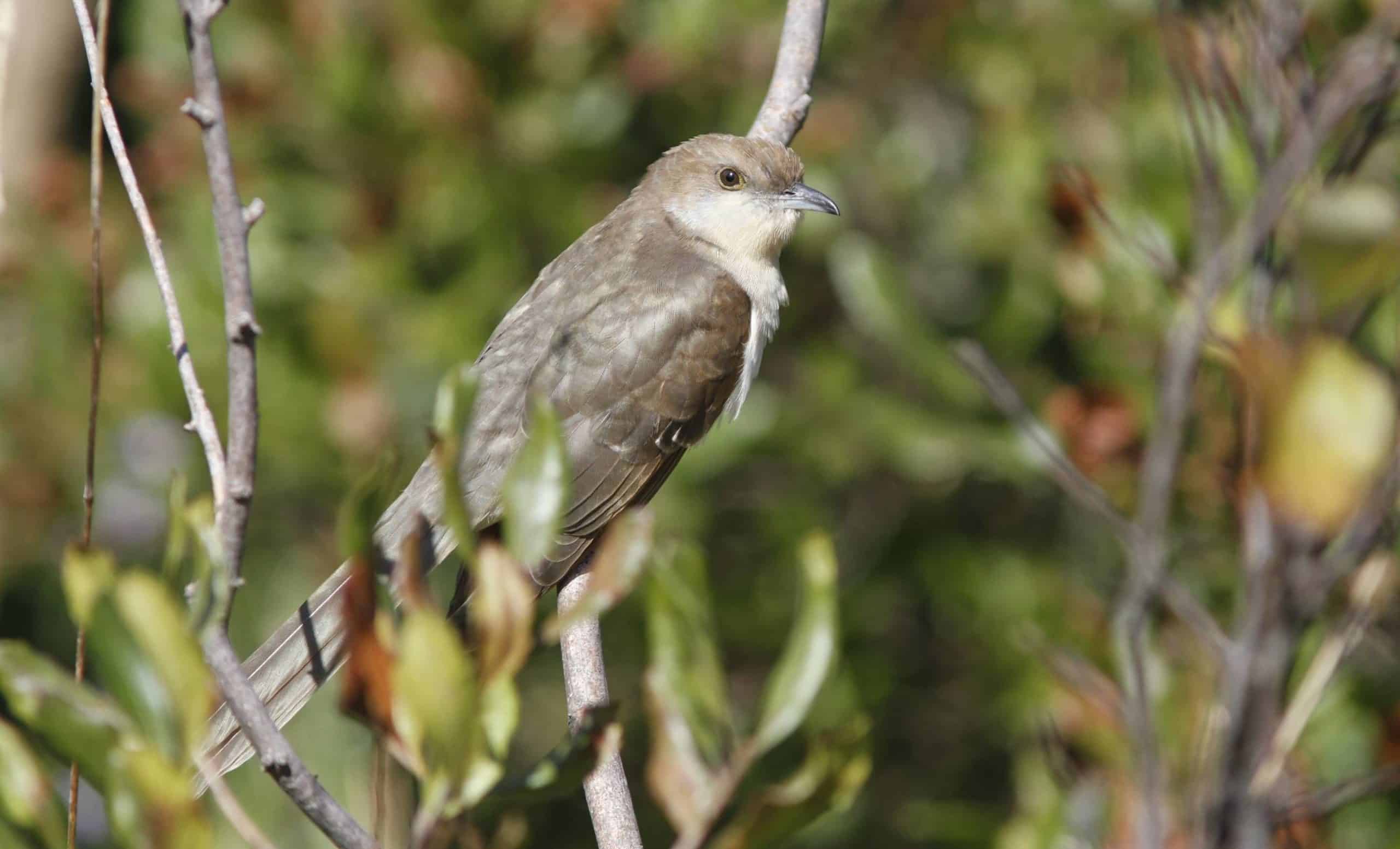 Summer 2020 was Cuckoo - Maine Audubon