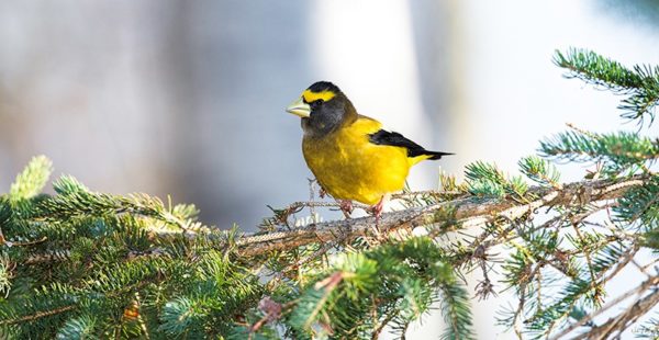 Through the Lens with Nick Leadley: Winter Bird Photography - Maine Audubon