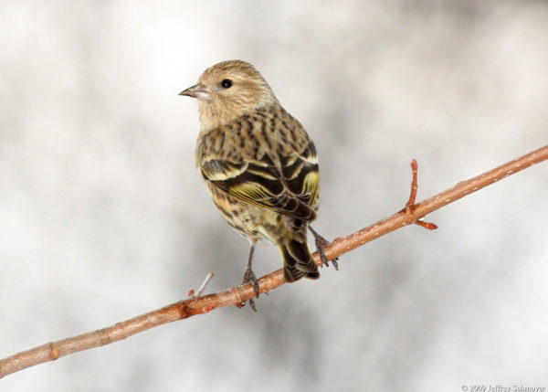 The 2021 Great Backyard Bird Count: Feb. 12 to 15 - Maine Audubon