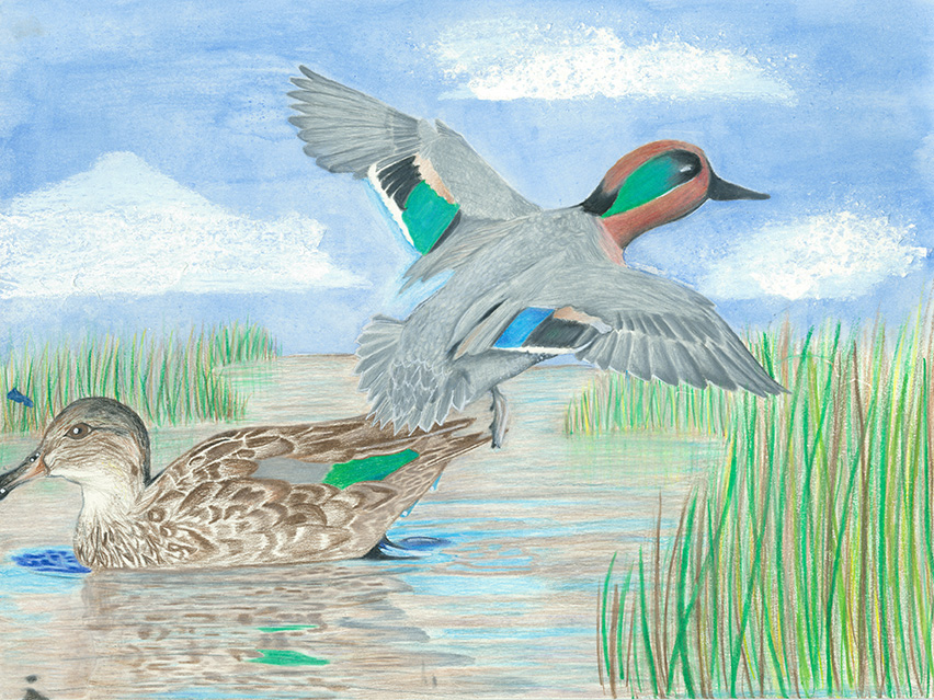 Junior Duck Stamp Winners 2020-21 | Maine Audubon