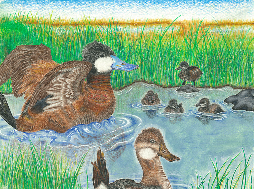 Junior Duck Stamp Winners 2020-21 | Maine Audubon