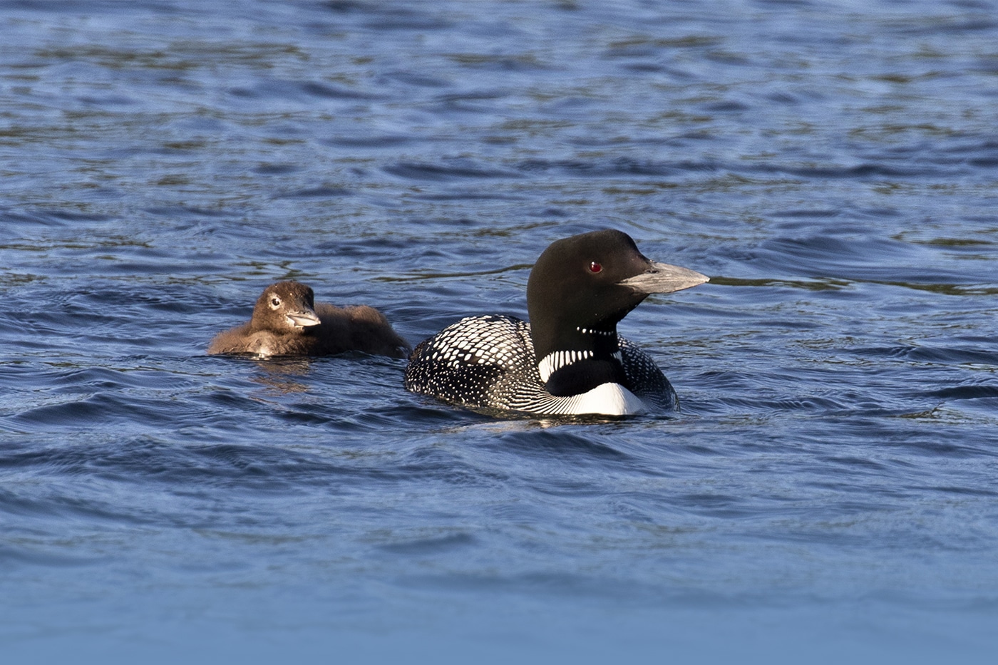 Annual loon count scheduled for July 16 - Maine Audubon