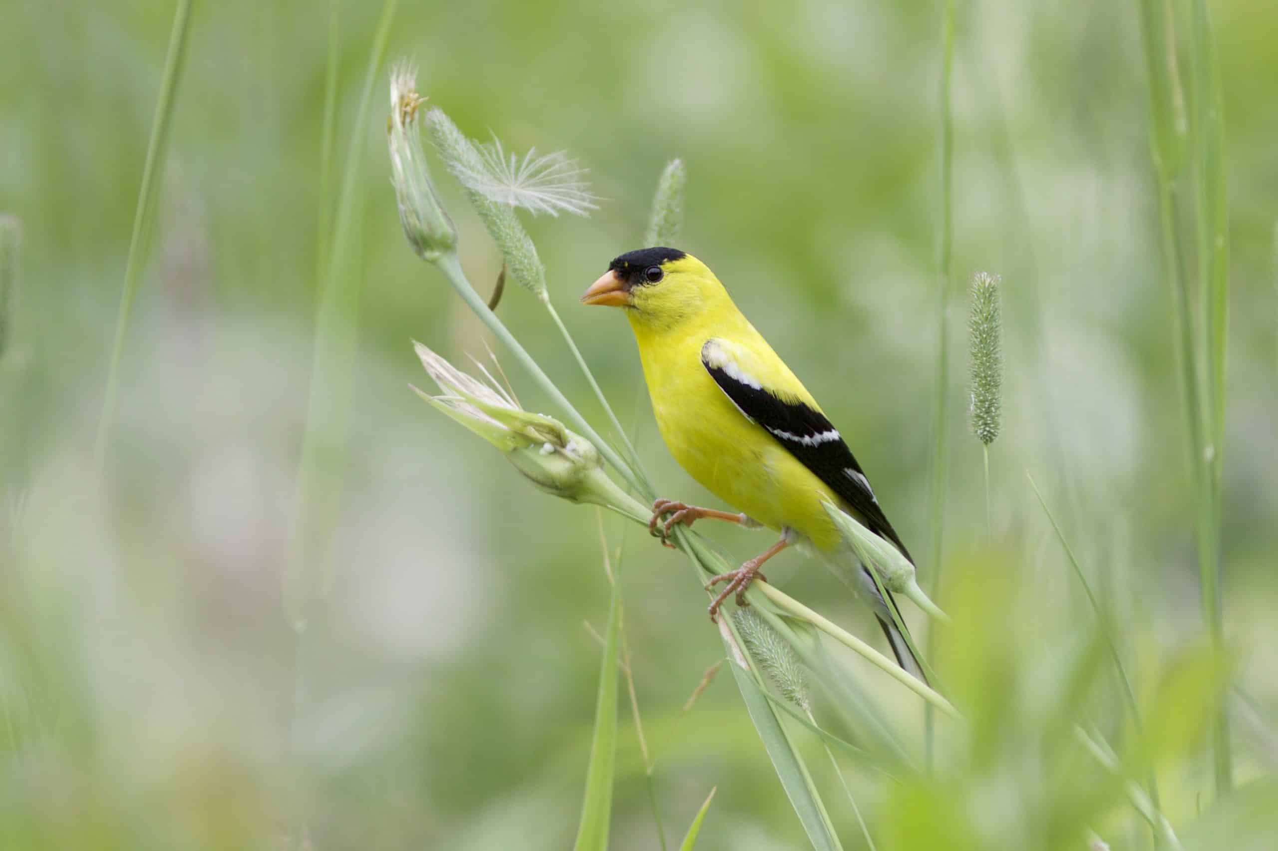 Yellow Finches American Goldfinch American Goldfinch And Lesser