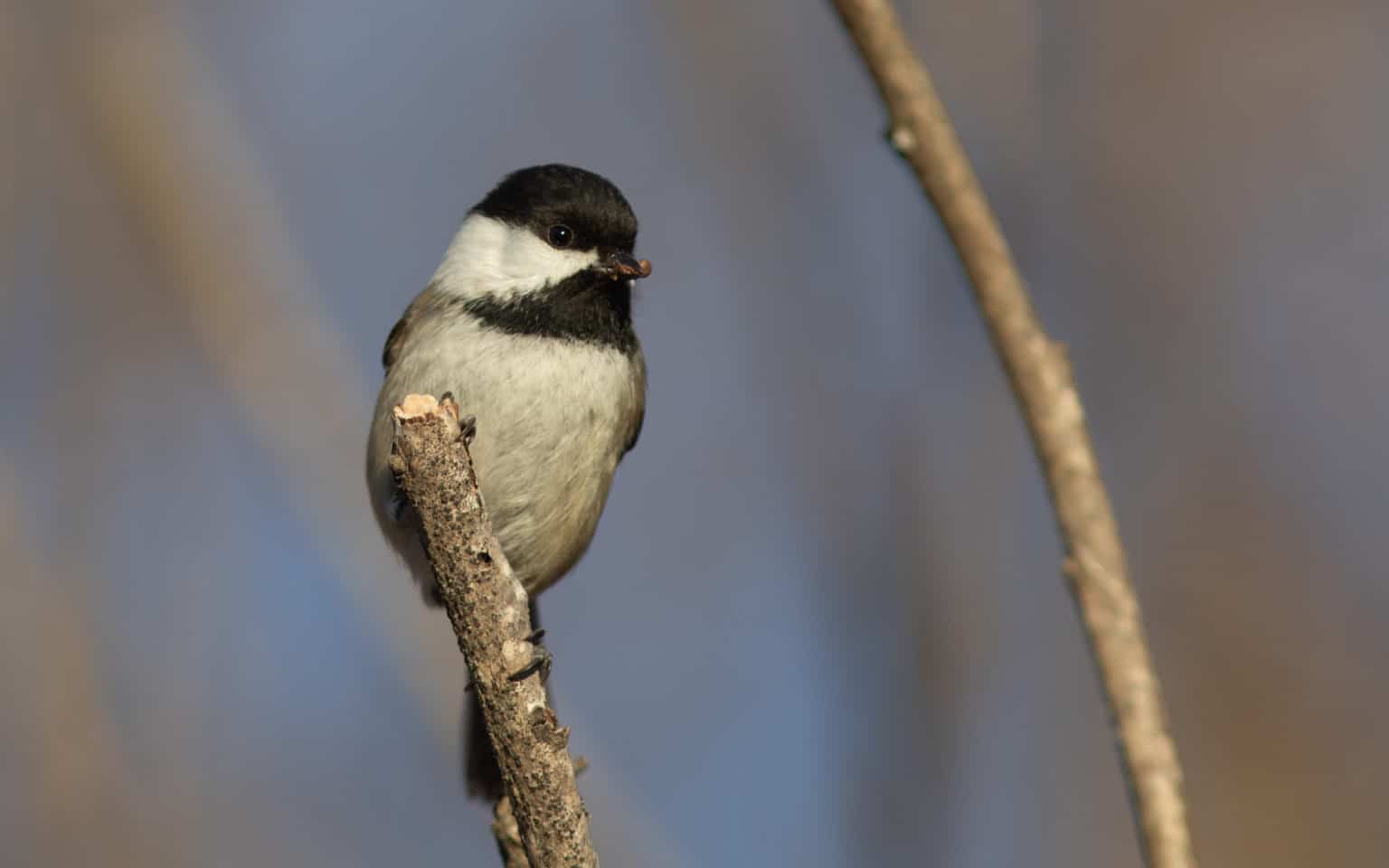 Backyard bird of the month for November: Black-capped Chickadee - Maine ...
