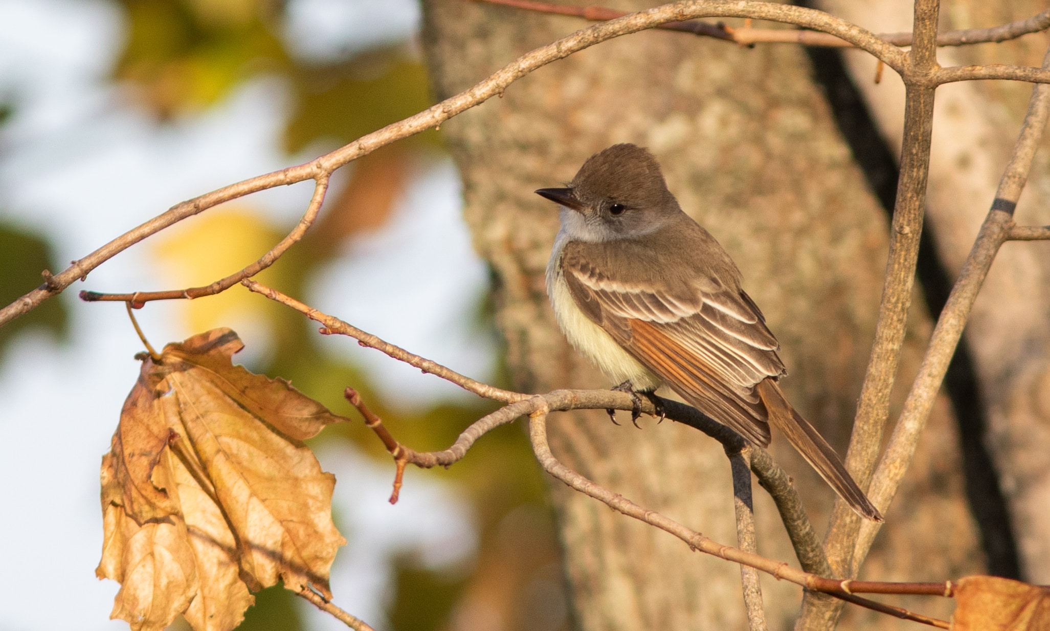Rare Birds of November 2021 - Maine Audubon