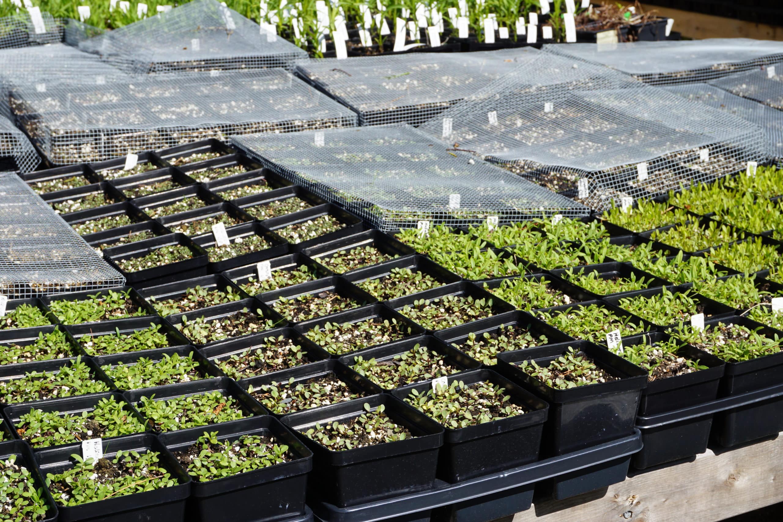 Give the Gift of Growing Native Plants from Seeds This Winter! - Maine ...