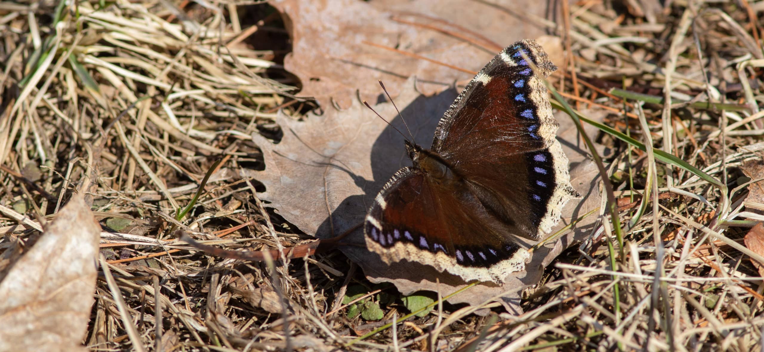 Mid-March Sightings of Things with Scaled Wings - Maine Audubon