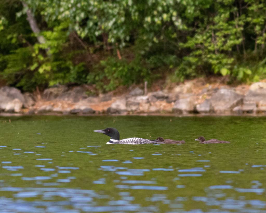 Loon chicks hatching on new artificial nesting platforms! - Maine Audubon