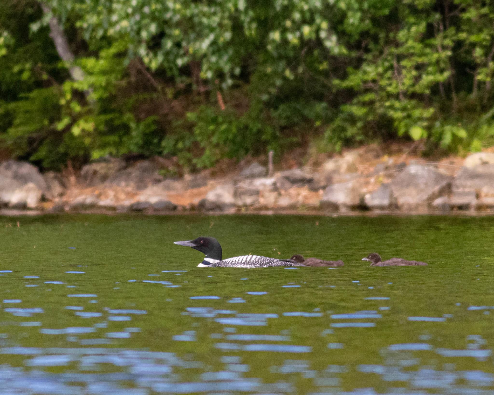Loon chicks hatching on new artificial nesting platforms! - Maine Audubon