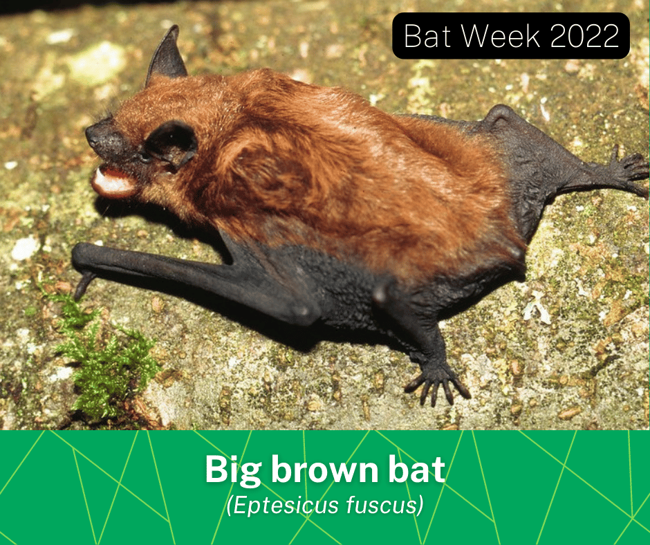 It's Bat Week! Let's Celebrate - and Help - Maine Audubon