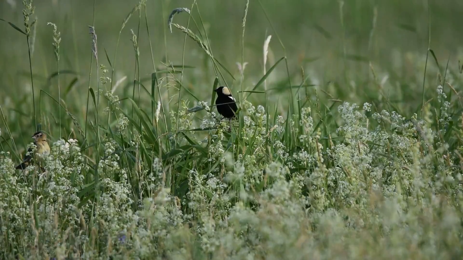 Maine Audubon and Ag Allies announce new partnership to help grassland ...