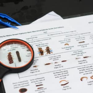 Contact Us - Maine Audubon