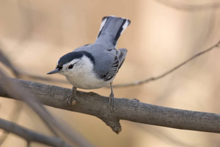 Commonly Misidentified Species: Nuthatches - Maine Audubon