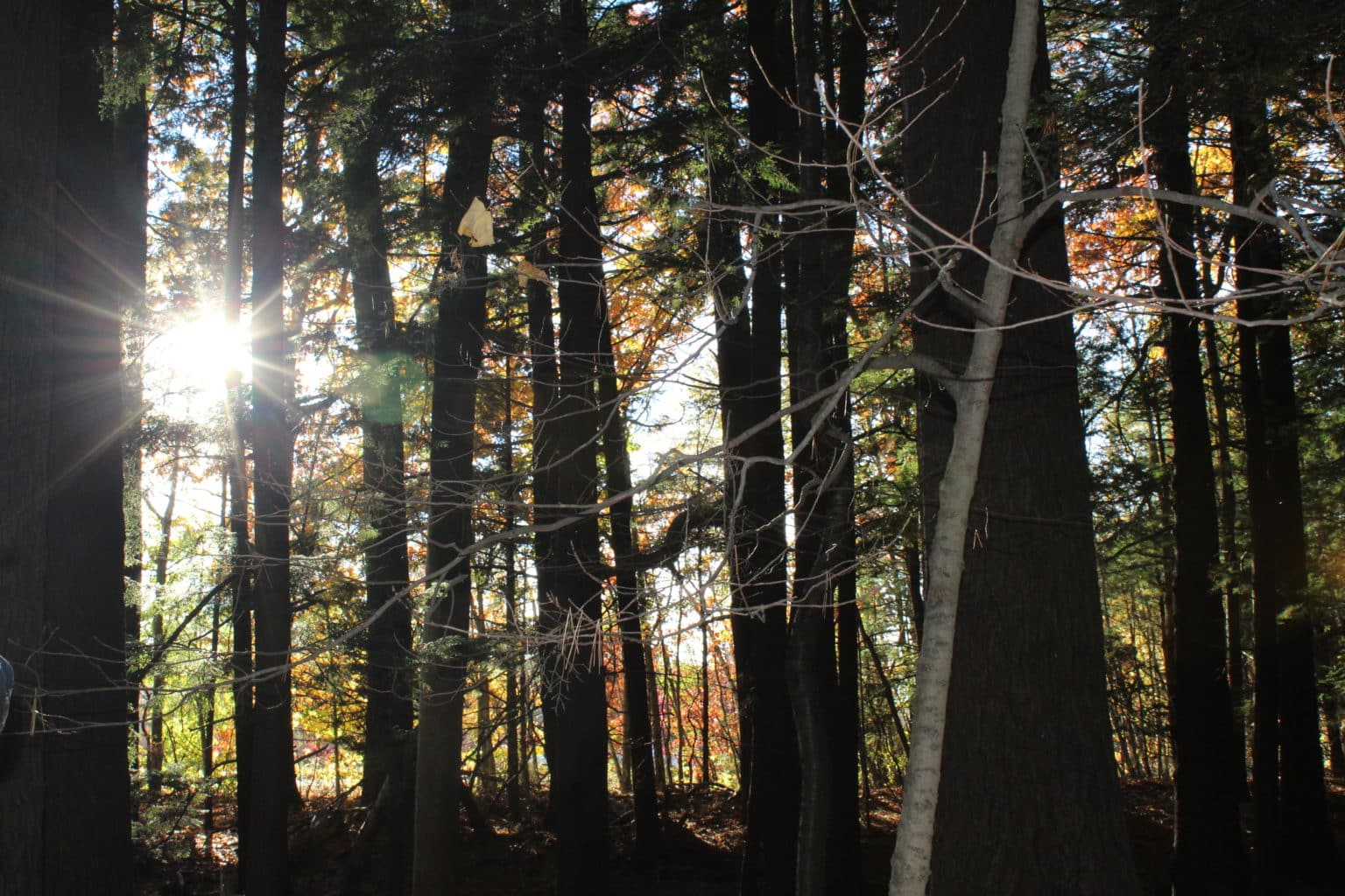Appreciating Portland's Big Trees - Maine Audubon