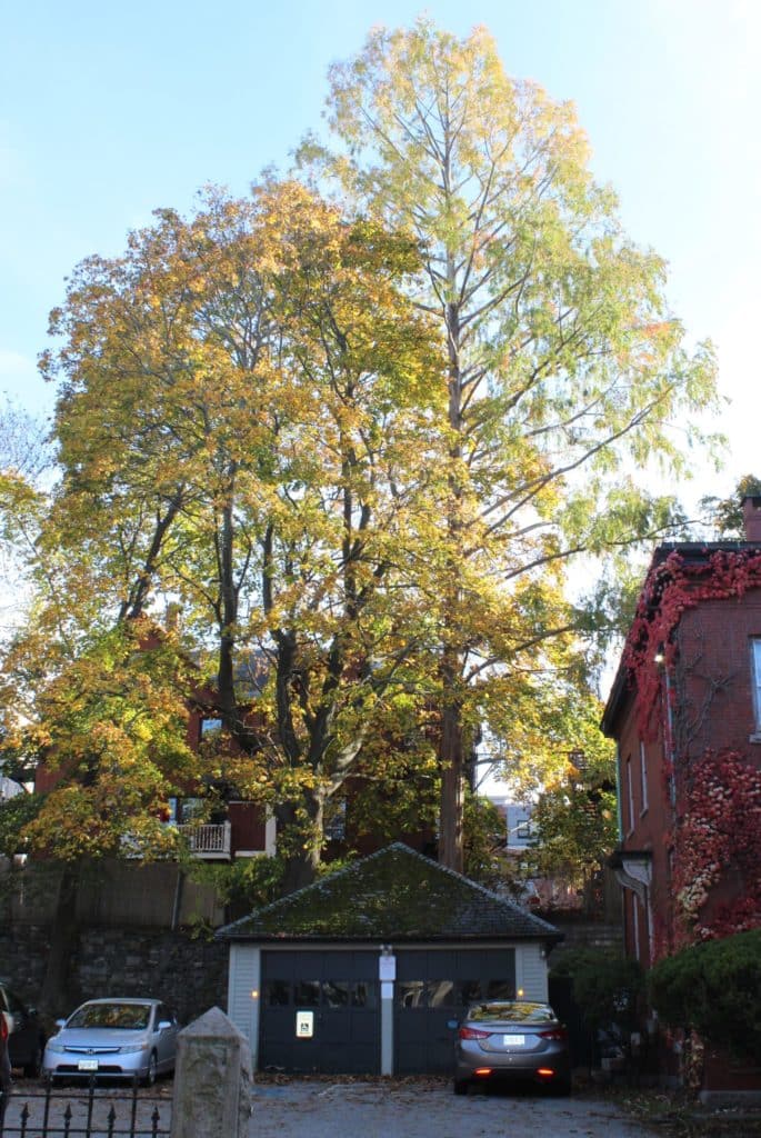 Appreciating Portland's Big Trees - Maine Audubon