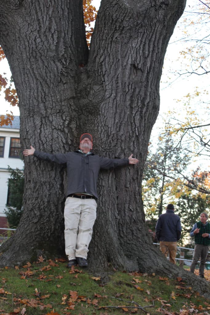 Appreciating Portland's Big Trees - Maine Audubon