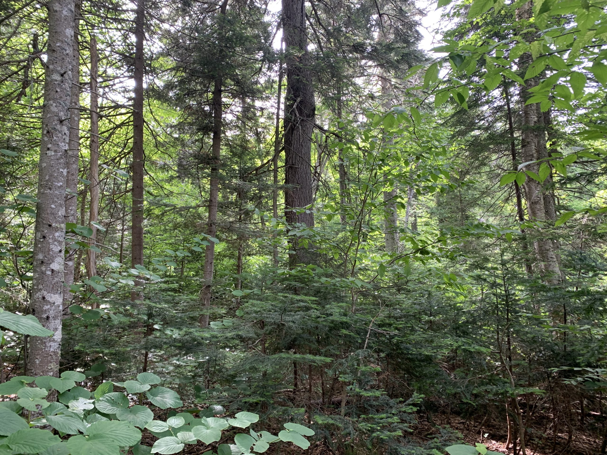 Forest Conservation Tools - Maine Audubon