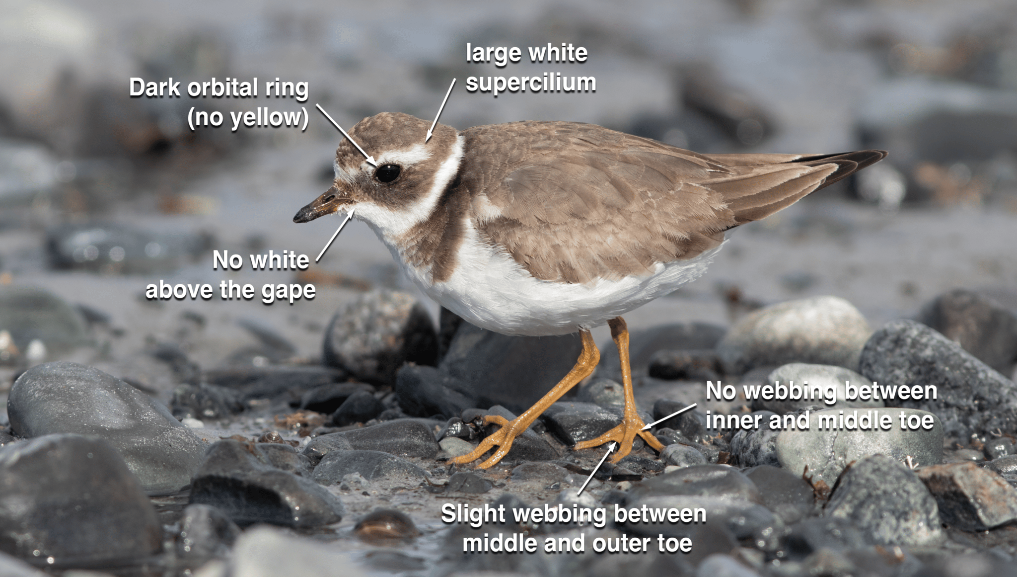 RARE BIRD ALERT: COMMON RINGED PLOVER - Maine Audubon