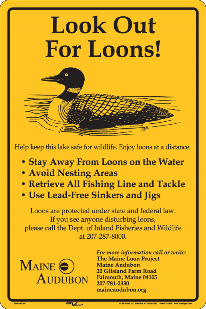 Maine Loon Restoration Project - Maine Audubon