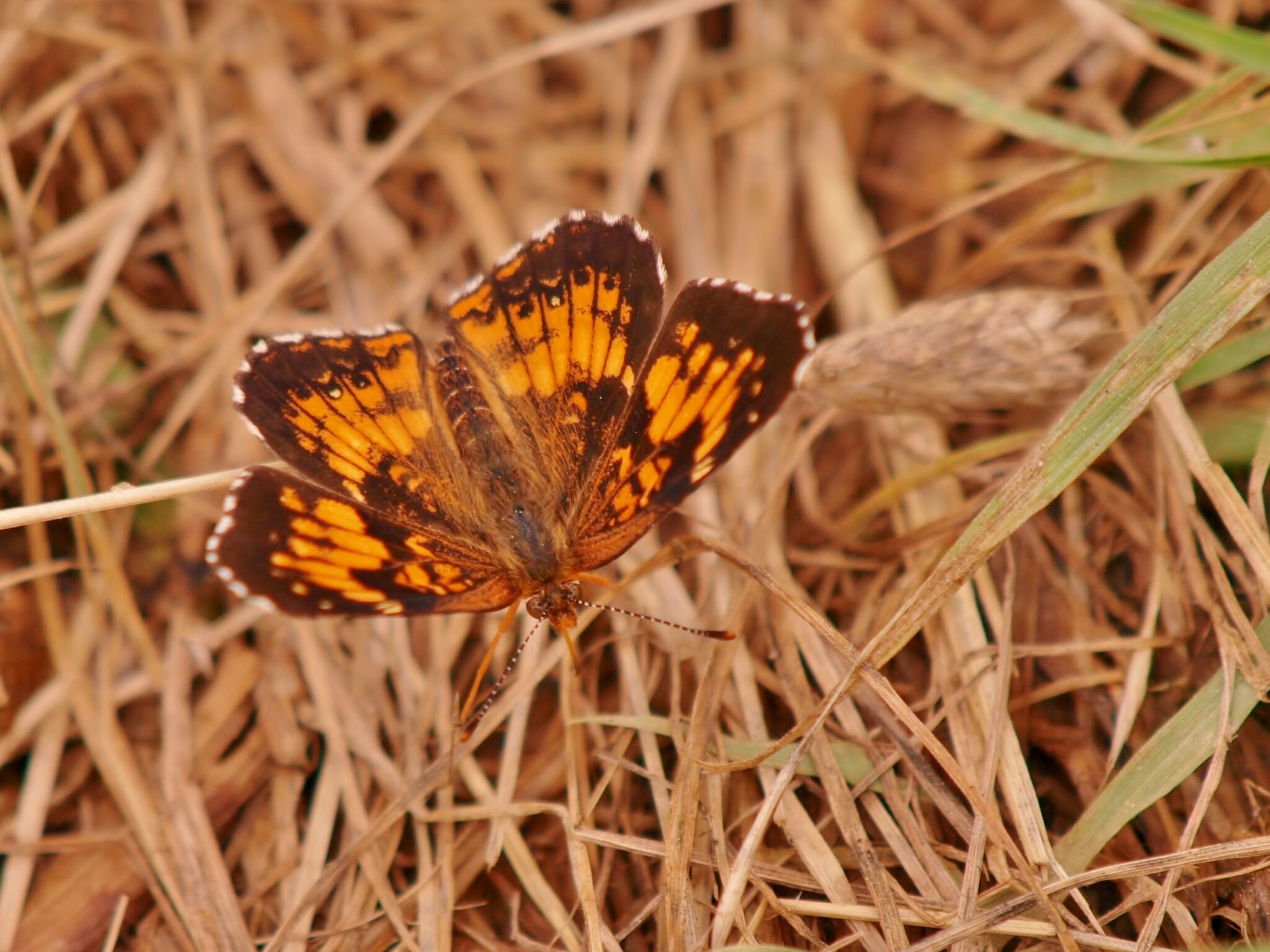 Bringing Nature Home with Sochan, a native plant superfood - Maine Audubon