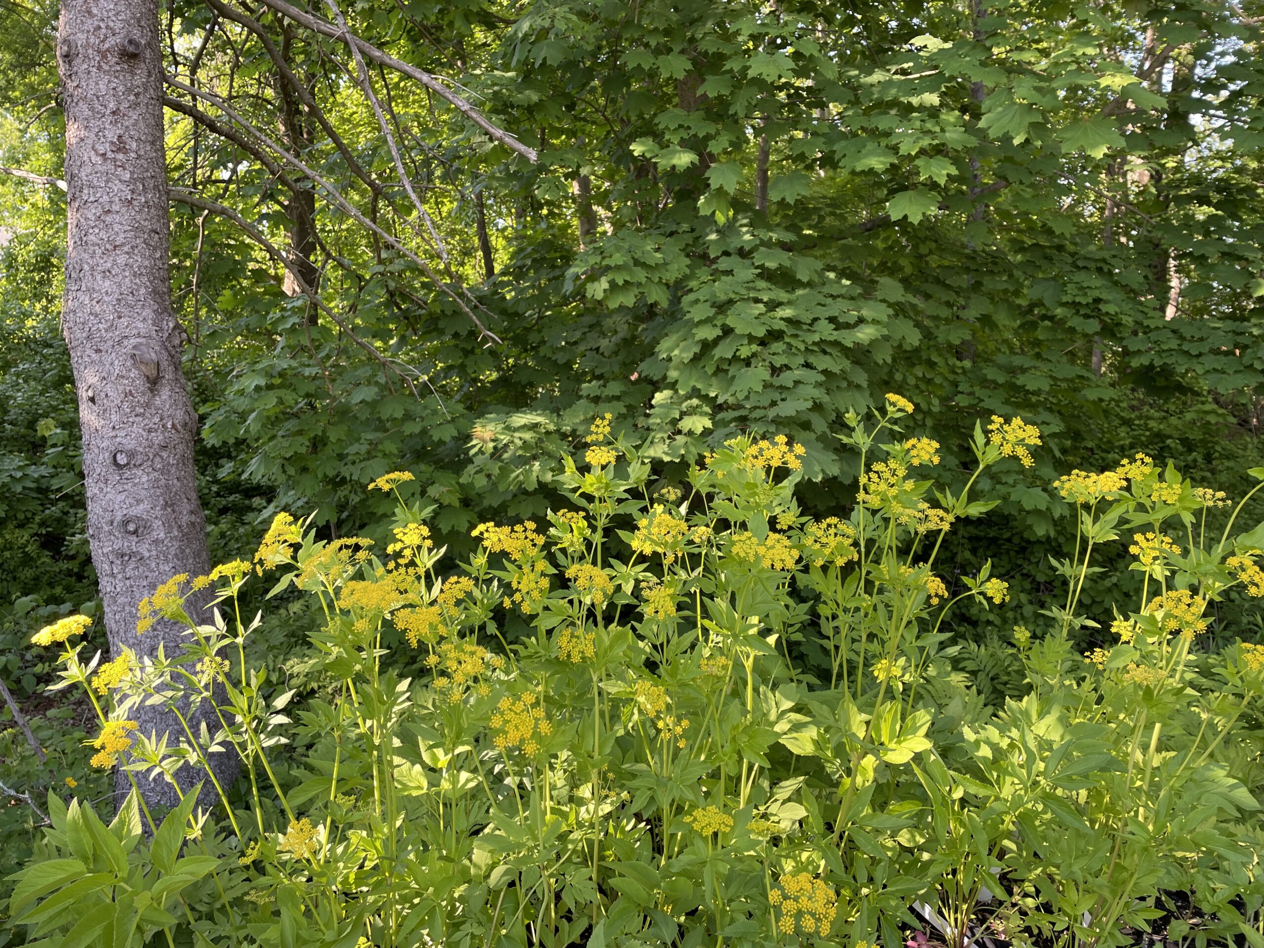 Native Plants Festival: Announcing plant lists and festival speakers ...