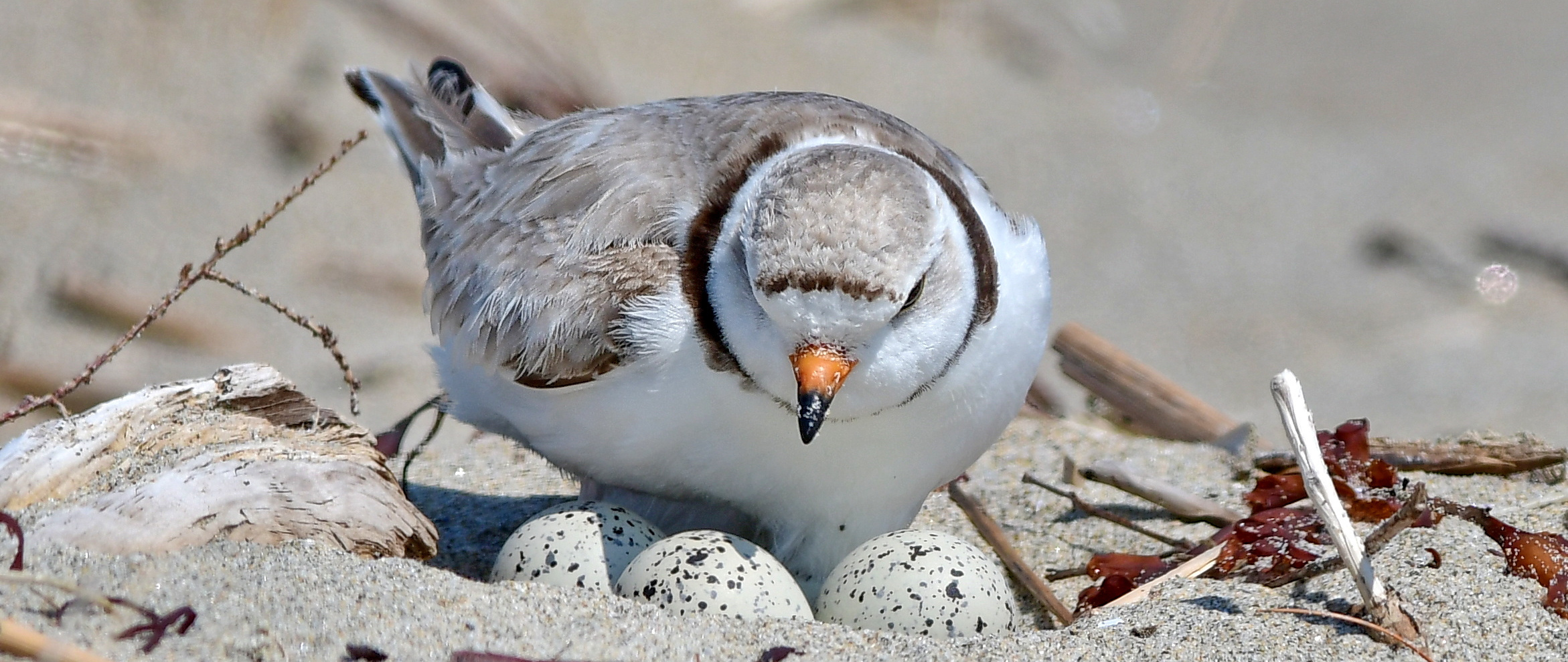 Fighting for the Future of the Endangered Species Act - Maine Audubon