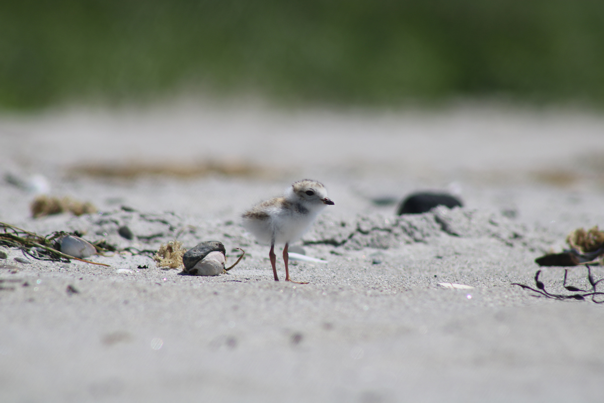 Plover Season Wrap-up: Breeding Pairs Down but Productivity Back on ...