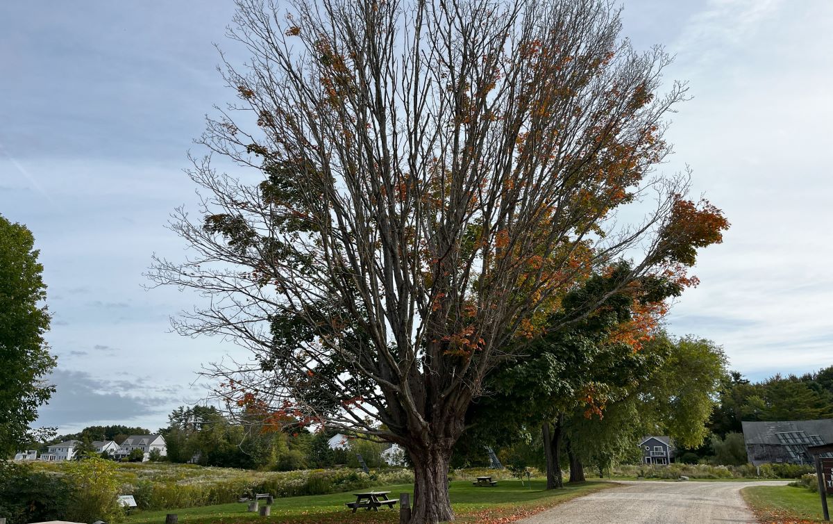 Honoring trees at Gilsland Farm - Maine Audubon