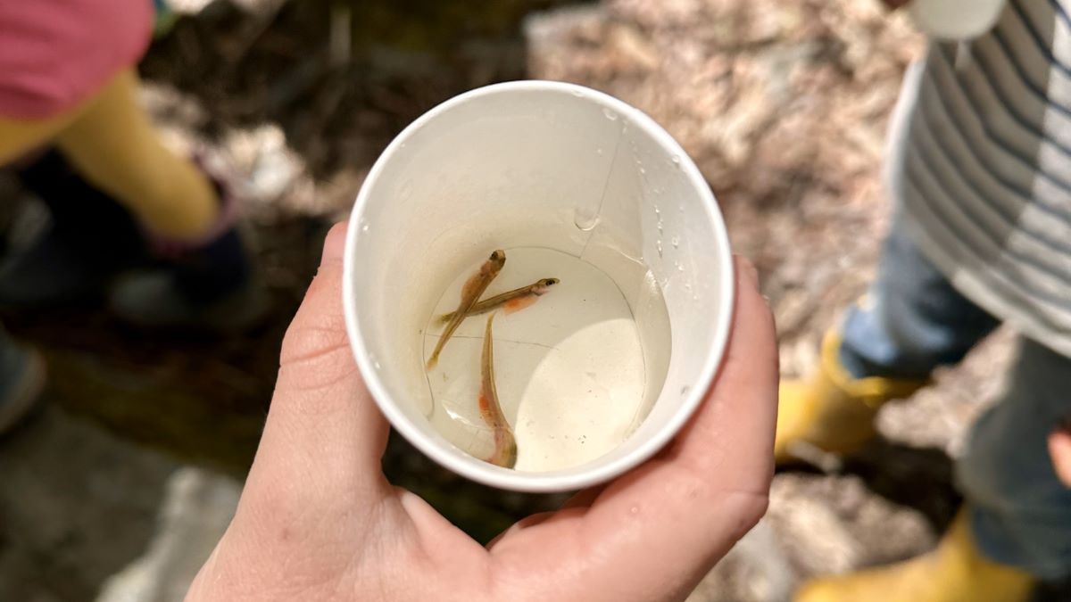 Goodbye, Fry! A Salmon Send-Off to Remember for Endangered Species Day ...
