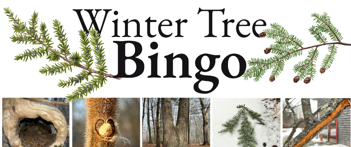 Small Wonders: Winter Tree Bingo - Maine Audubon