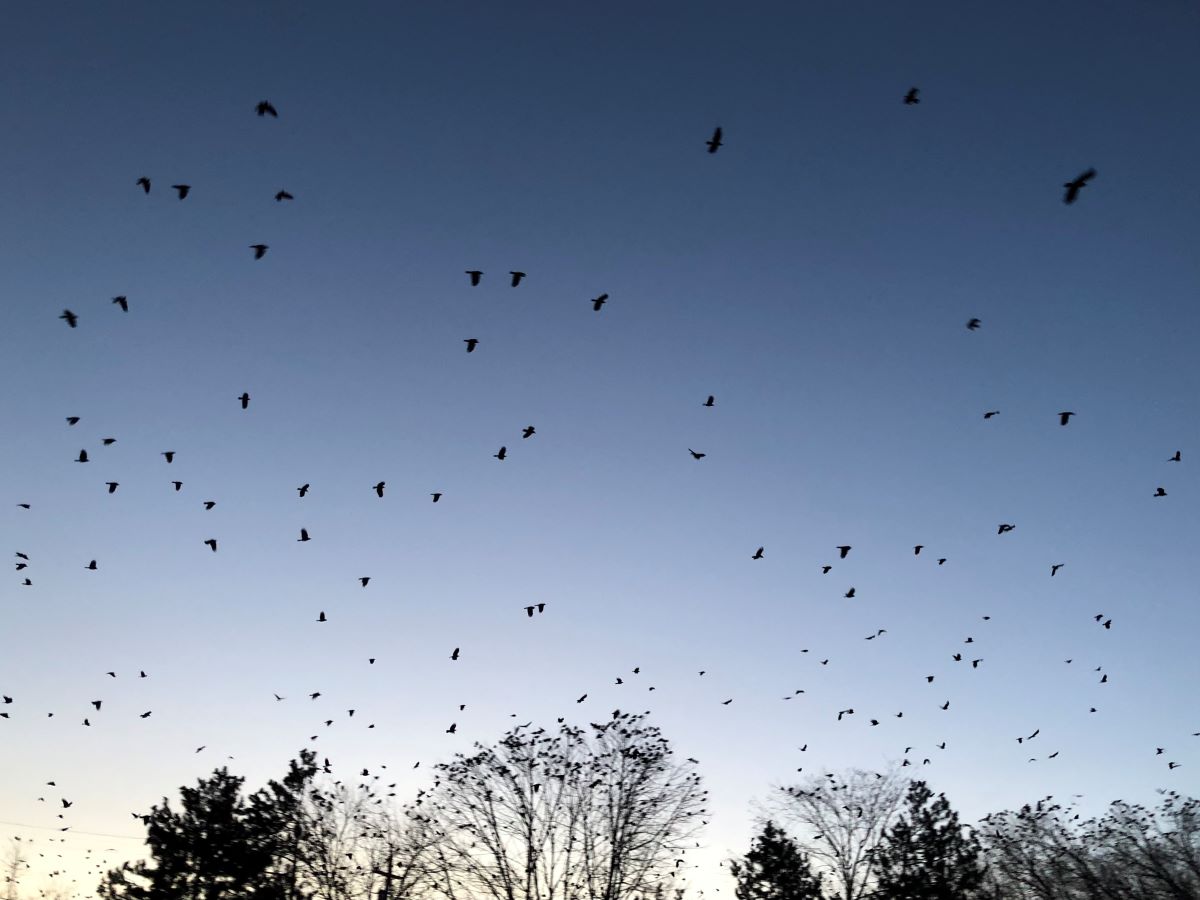 Backyard Bird of the Month for February: American Crow - Maine Audubon