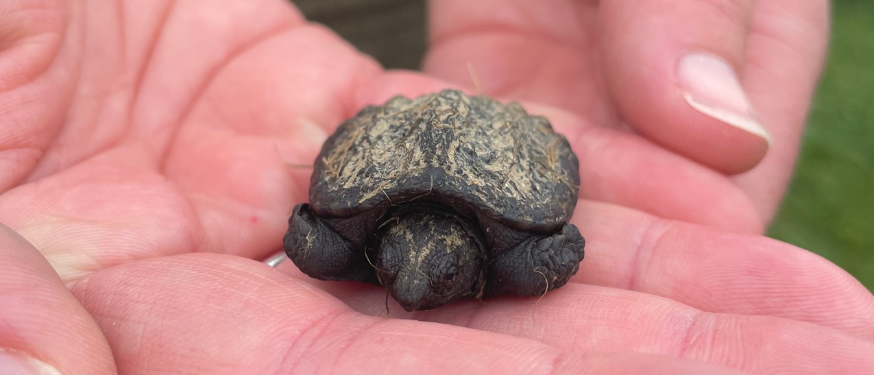Meet Our New Snapping Turtle, Leo! - Maine Audubon